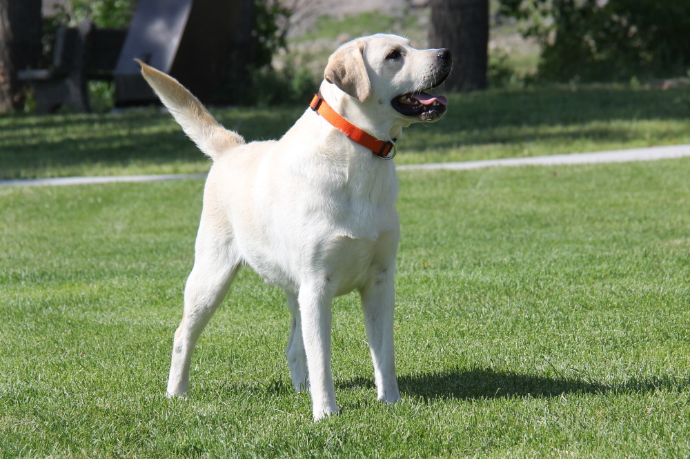 Available older labrador retrievers