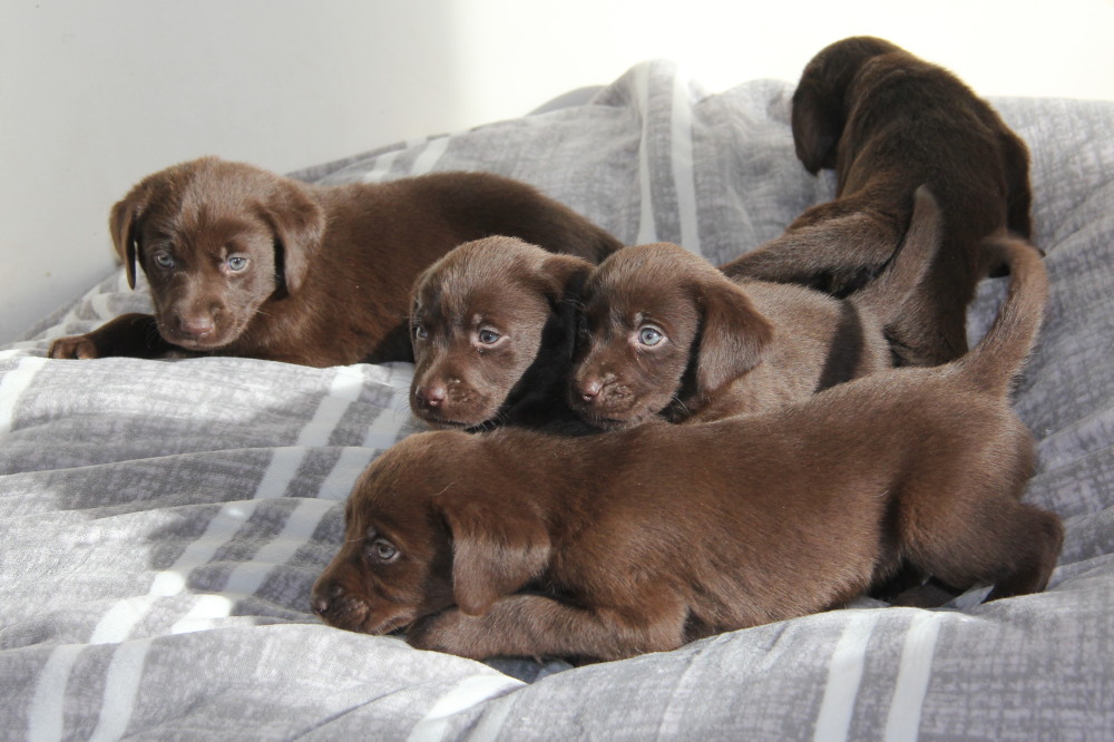 Labrador Retriever Puppies for sale