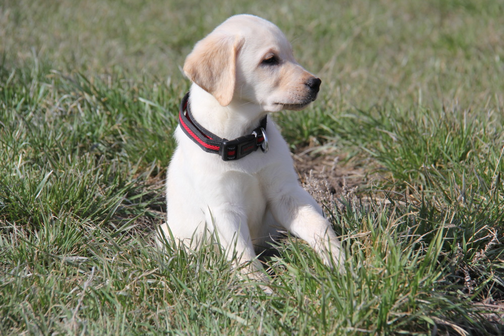 Available older labrador retrievers