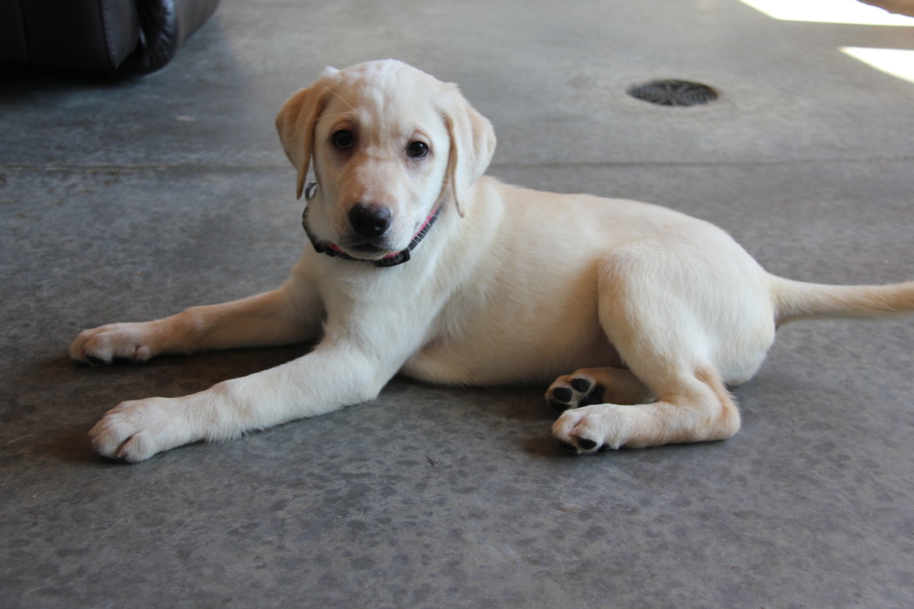 Labrador Retriever Puppies for sale